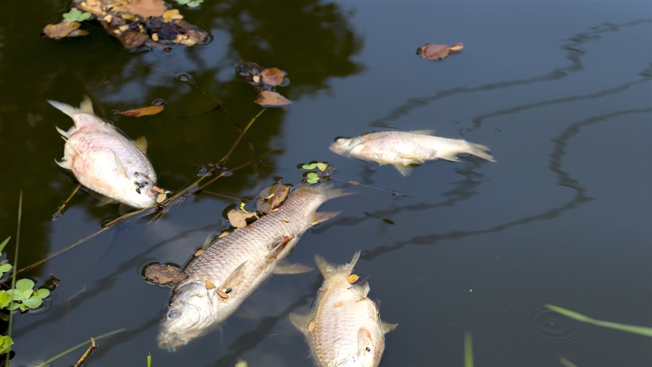Botulisme - Waterschap Limburg