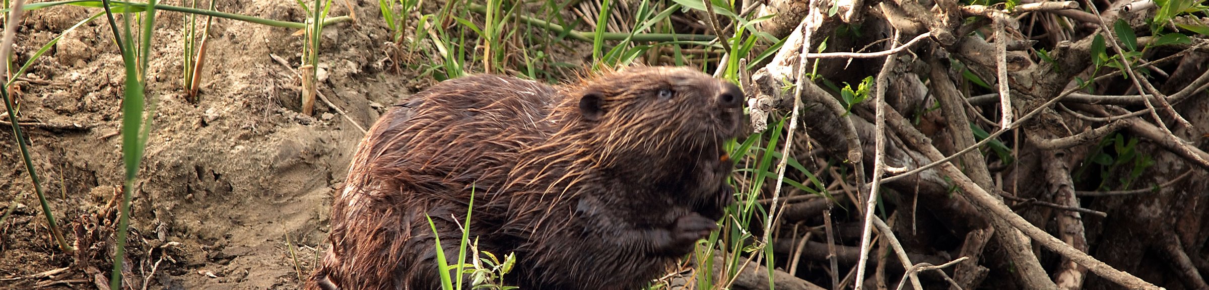 Bever in Limburg - Waterschap Limburg