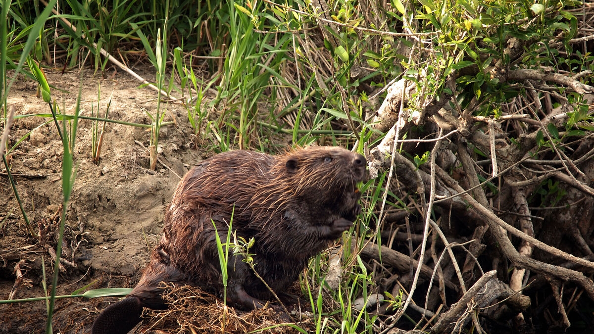 Bever in Limburg - Waterschap Limburg